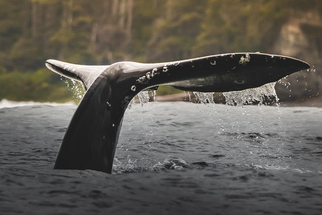 2021 Pacific Rim Whale Festival – Tofino Towel Co.